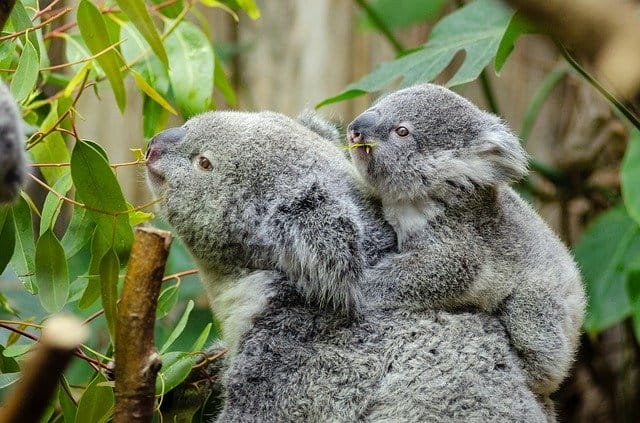 100+ Best Koala Names – Boy, Girl, Baby, & Cute Koala Names