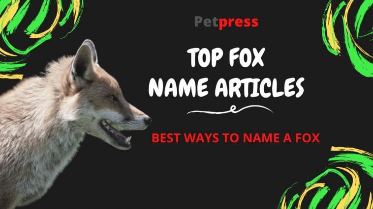 30+ Good & Cute Female Fox (Or Vixen) Names - PetPress