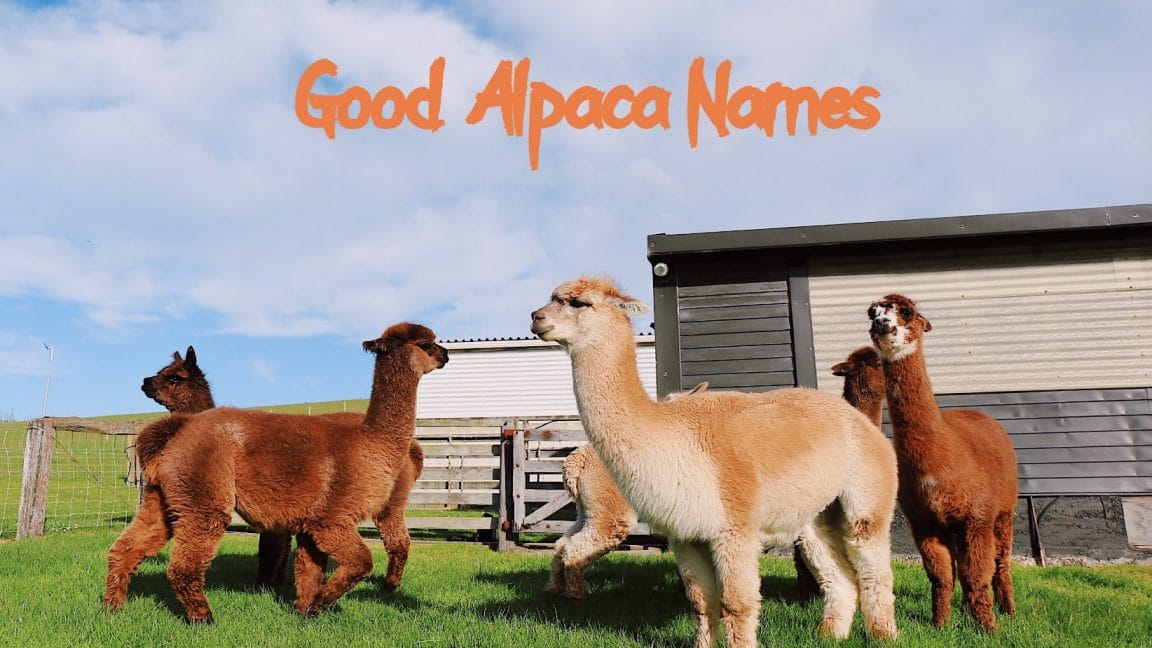 120 Funny Alpaca Names The Most Hilarious Names For An Alpaca 120-funny-alpaca-names-the-most-hilarious-names-for-an-alpaca
