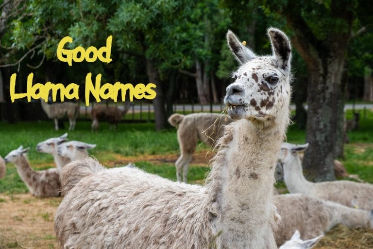 130+ Good Llama Names - Names For Boy, Girl, & White Llamas