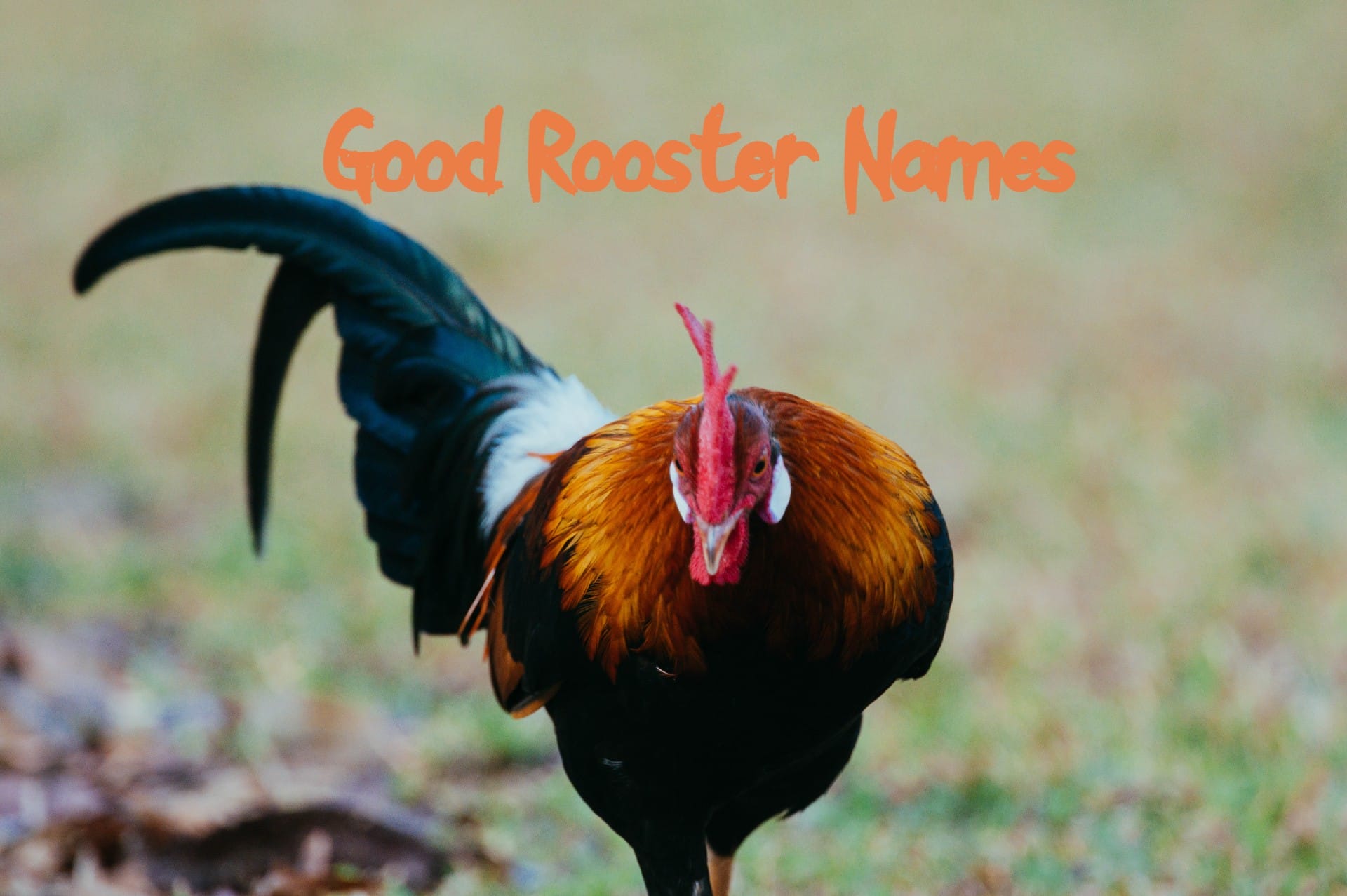 Rooster Names: 200+ Most Popular Names for Roosters - PetPress