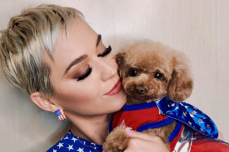 Katy Perry is Going Vegan And Turn Her Dog Into A Vegan As Well - PetPress