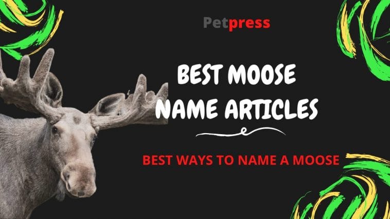 Top 20+ Famous And Funny Moose Names | PetPress