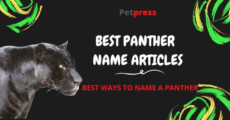 Top Name Articles For A Panther - Best Ways To Name A Black Panther