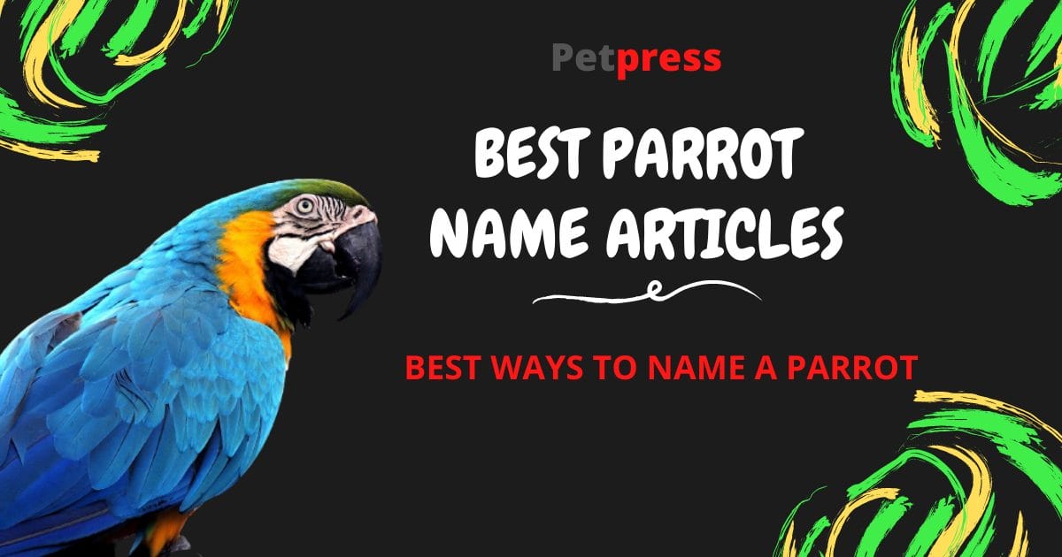100+ Female Parrot Names: The Best Names for Your Girl Bird