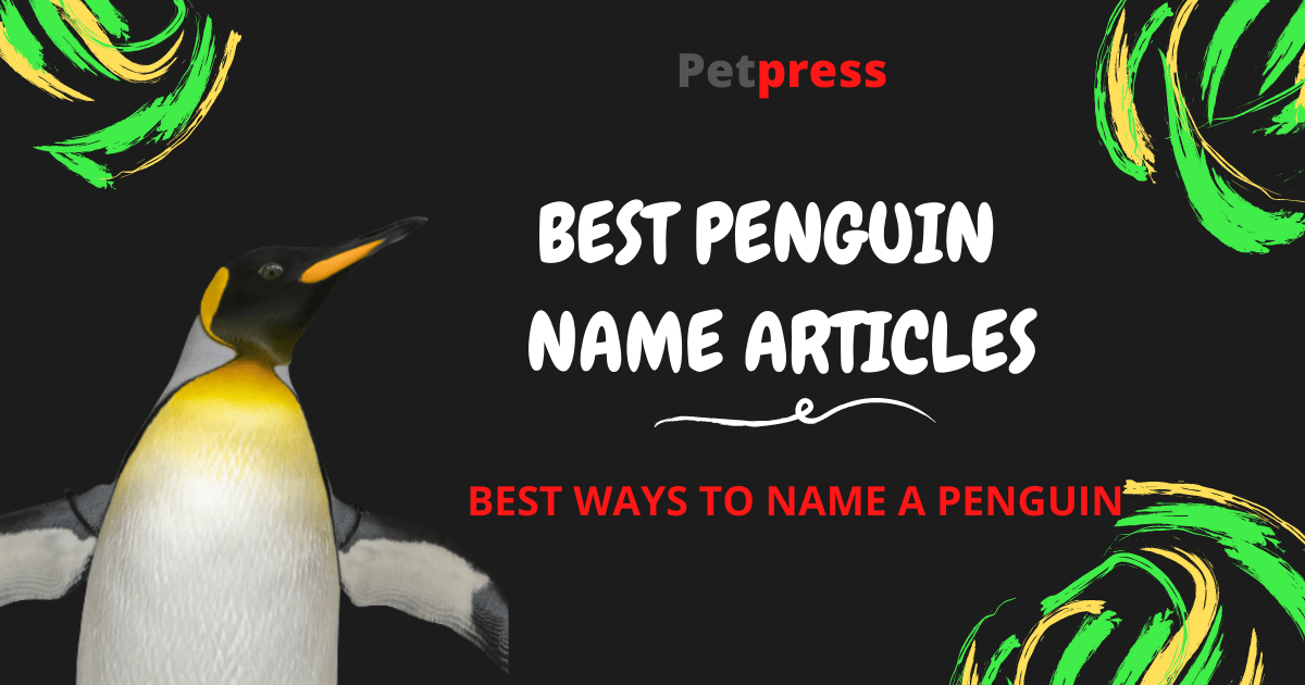 240+ Penguin Names (Cute, Funny, Good, and Famous Names)