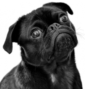 PetPress Community | #1 source for everything Pets