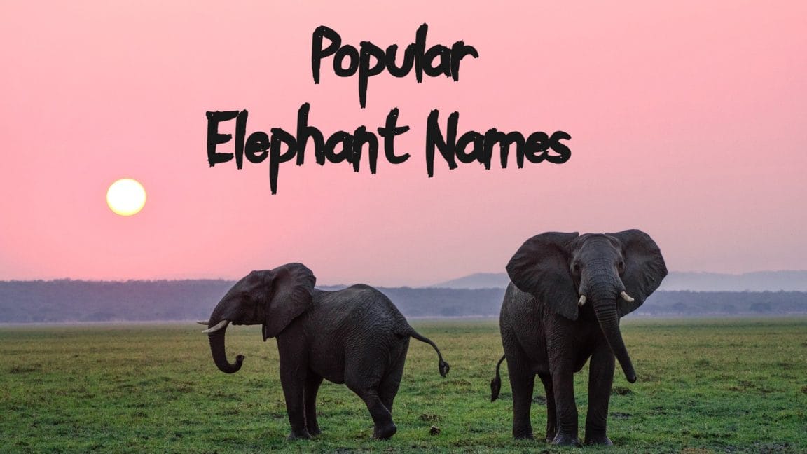 Elephant Names: 300 Best Names For Boy and Girl Elephants