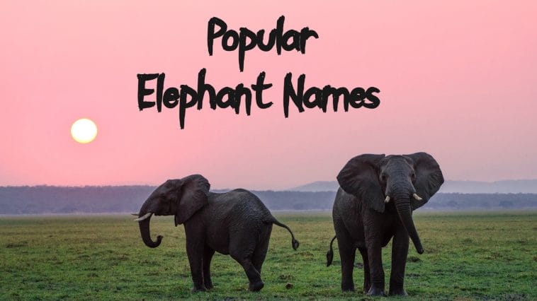 Elephant Names: 300 Best Names For Boy and Girl Elephants