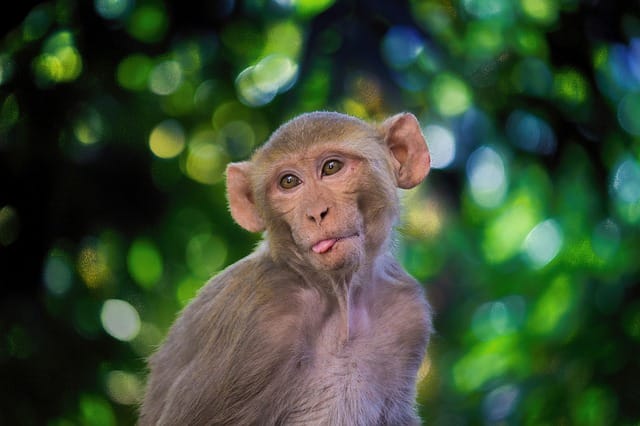 List of 30+ Funny Monkey Names That Are Hilarious