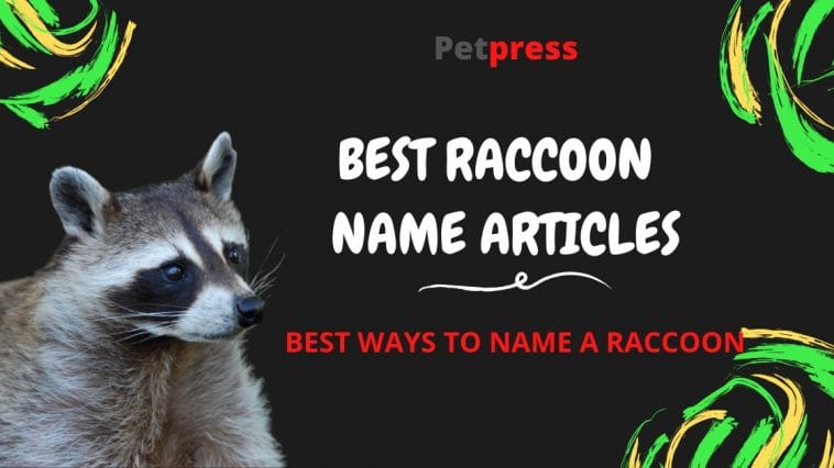 50+ Famous Raccoon Names (With Popular Cartoon Names)