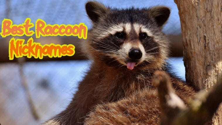 50+ Famous Raccoon Names (With Popular Cartoon Names)