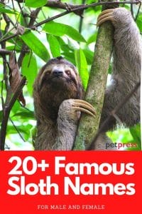 Top 20+ Famous Sloths Names From Movies | PetPress