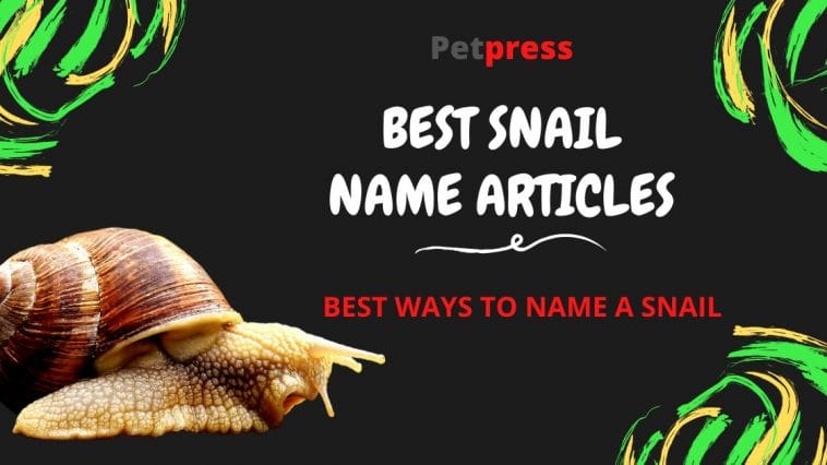 List of 50+ Most Famous Snail Names EVER! | PetPress