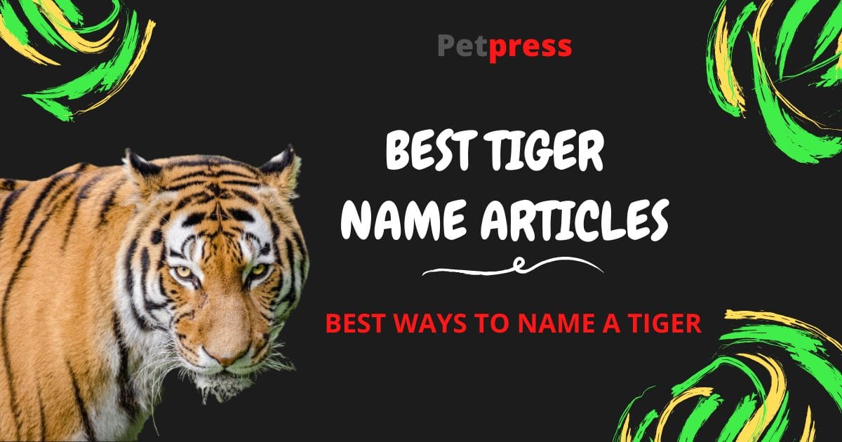 Best Tiger Names - Male & Female Names For A Tigers - PetPress