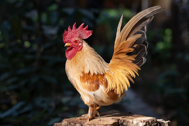 190+ Good Rooster Names - Cute, Cool, & Unique Names For A Rooster