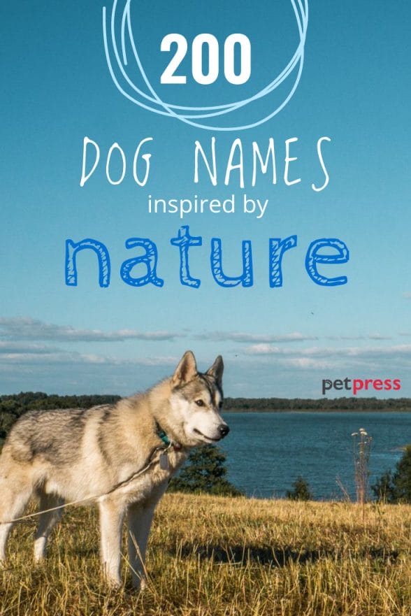 Top 200 Nature Dog Names inspired by the Outdoors
