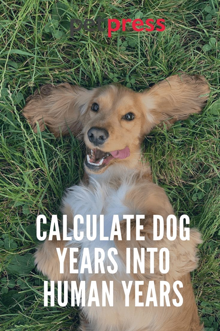 The Best Way To Calculate Dog Years Into Human Years - PetPress