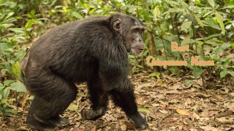 Best Gorilla Names - 200+ Good Name Ideas For A Gorilla
