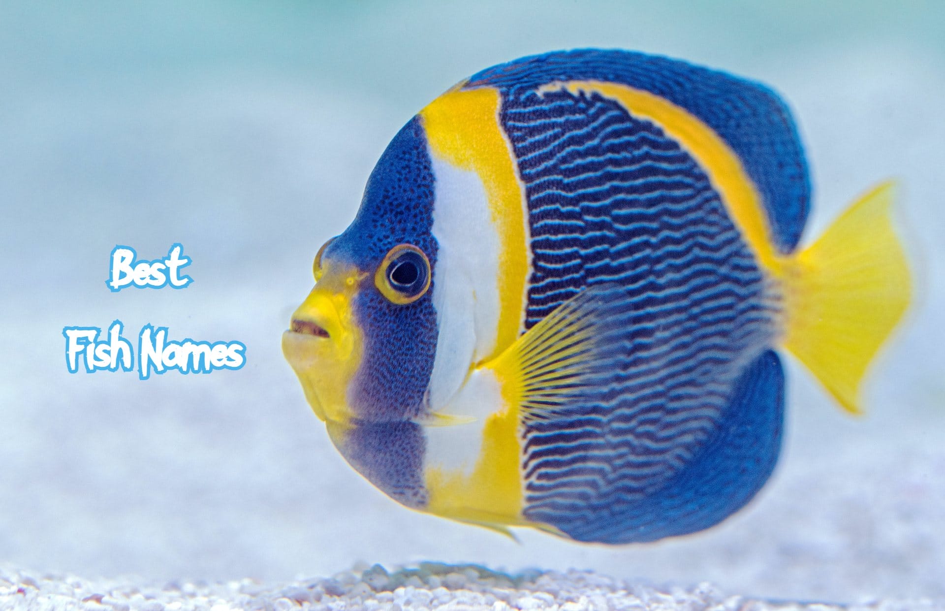 500+ Fish Name Ideas - Best Ways To Name Your Pet Fish