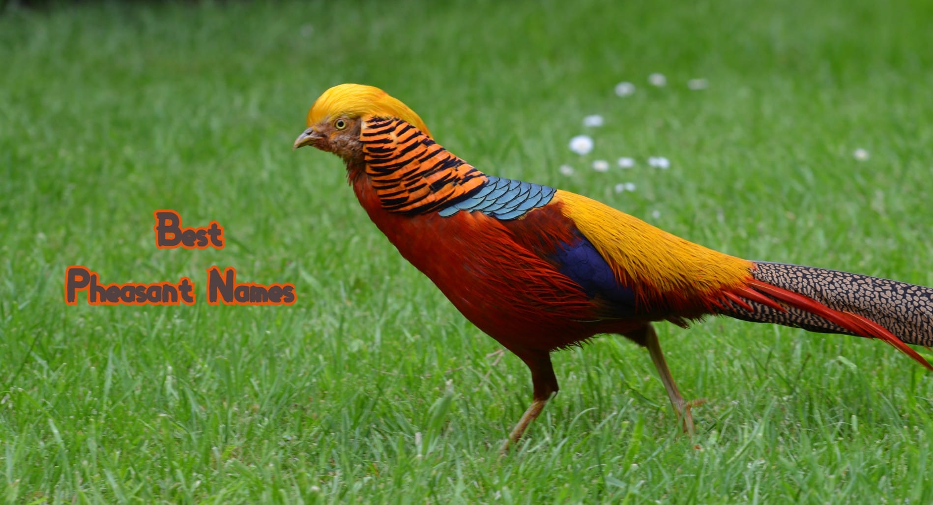 130+ Best Pheasant Bird Names | PetPress