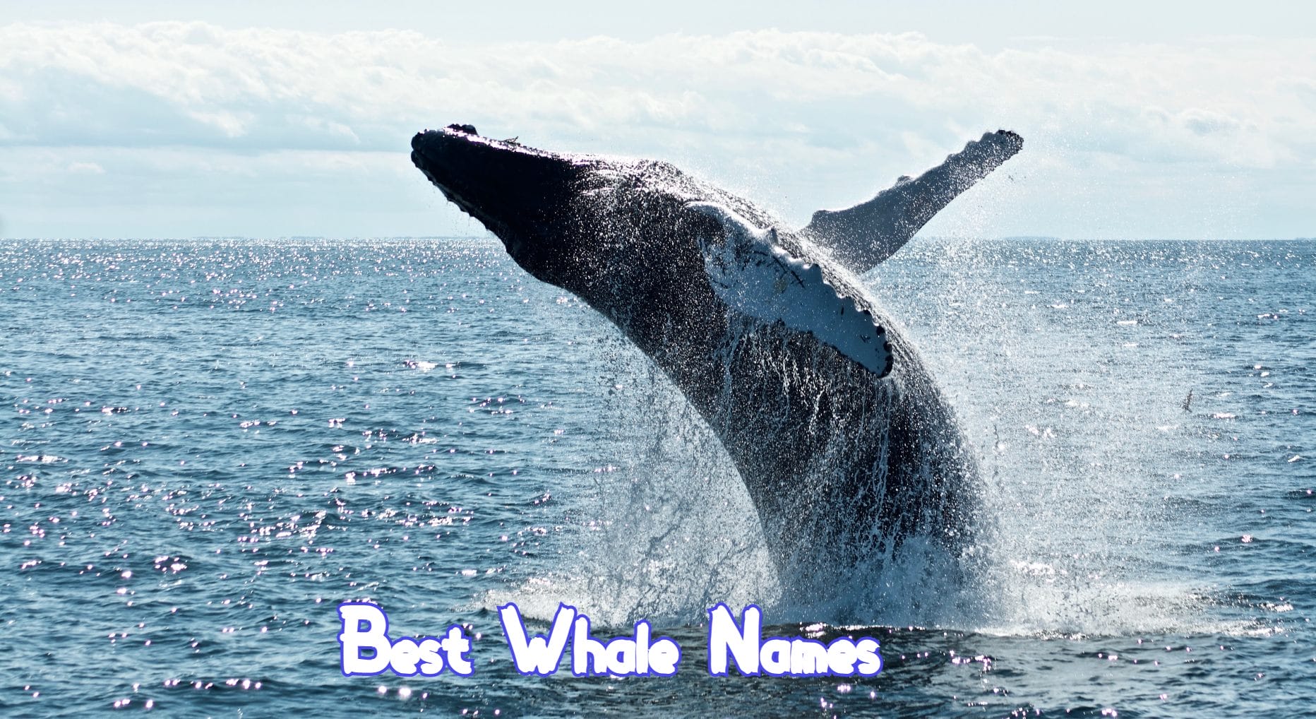 130+ Best Whale Names - Popular Whale Name Ideas - PetPress
