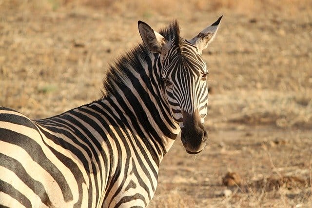 200+ Best Zebra Names - Male, Female, Famous And Cool Zebra Names ...