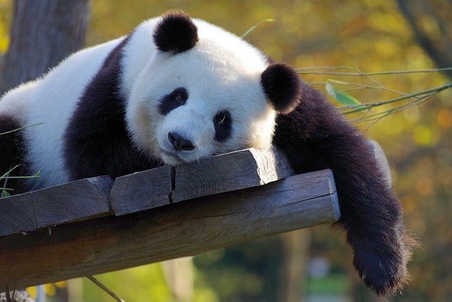 250+ Best Panda Names - Best Way To Name Your Panda - PetPress