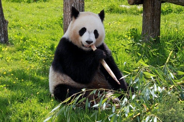 250+ Best Panda Names - Best Way To Name Your Panda - PetPress