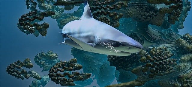 130+ Best Shark Names - Good Ways To Name Your Shark - PetPress