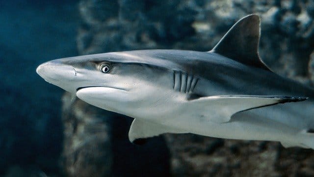 130+ Best Shark Names - Good Ways To Name Your Shark - PetPress