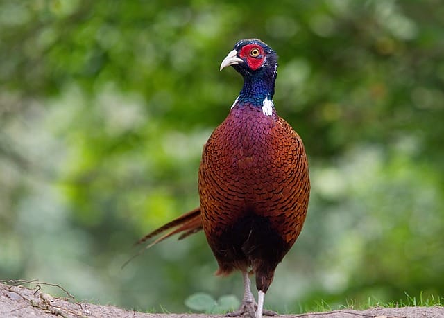 130+ Best Pheasant Bird Names | PetPress