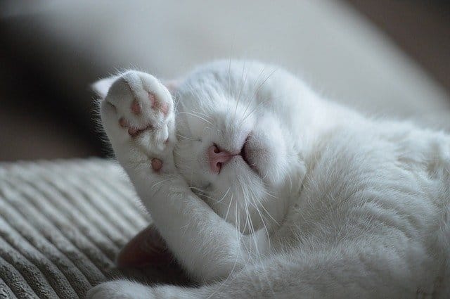 55+ Funny And Hilarious White Cat Names That Will Inspire You - PetPress