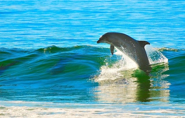 190+ Best Dolphin Names - Best Ways To Name Your Dolphin - PetPress