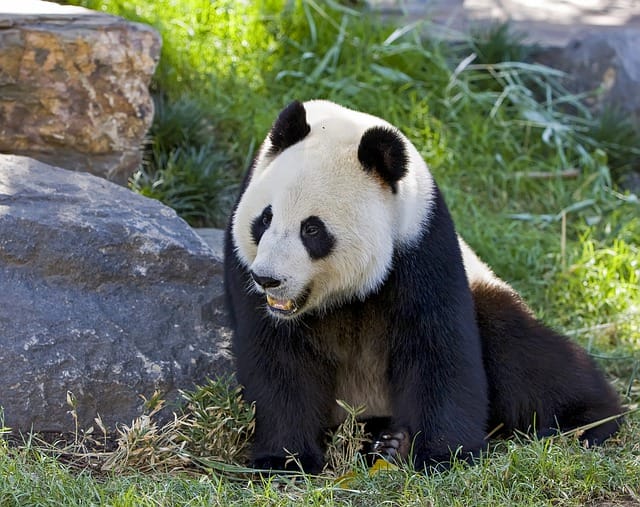 250+ Best Panda Names - Best Way To Name Your Panda - PetPress