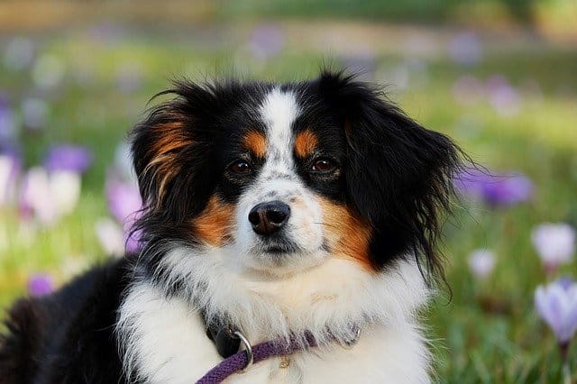 120 Best Marathi Dog Names Popular Male Female Marathi Dog Names 120-best-marathi-dog-names-popular-male-female-marathi-dog-names