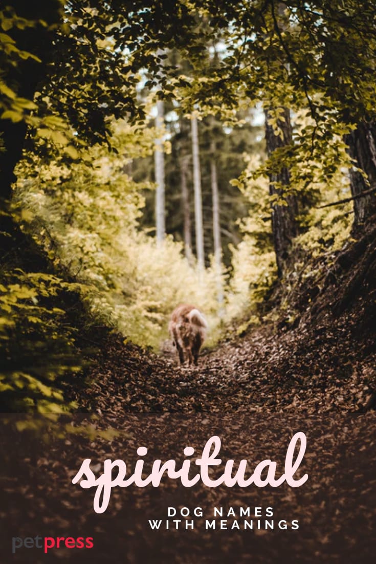 Top 60 Spiritual Dog Names With Meanings - PetPress