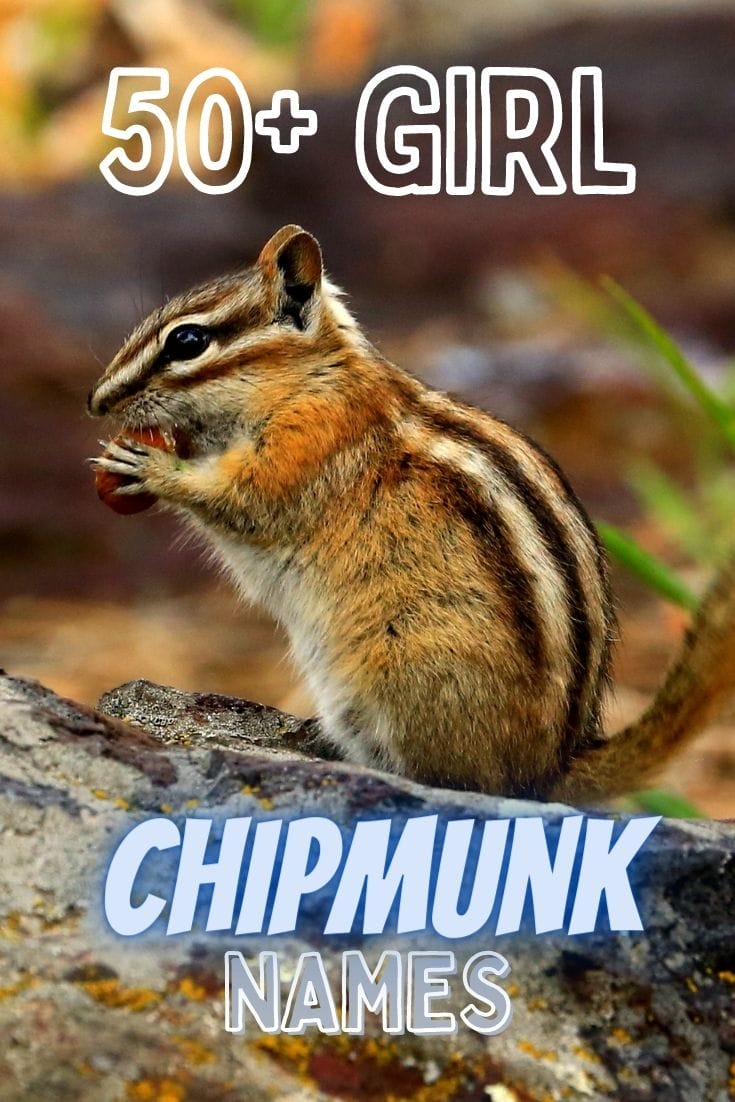 50+ Girl Chipmunk Names - Best Names For A Female Chipmunk