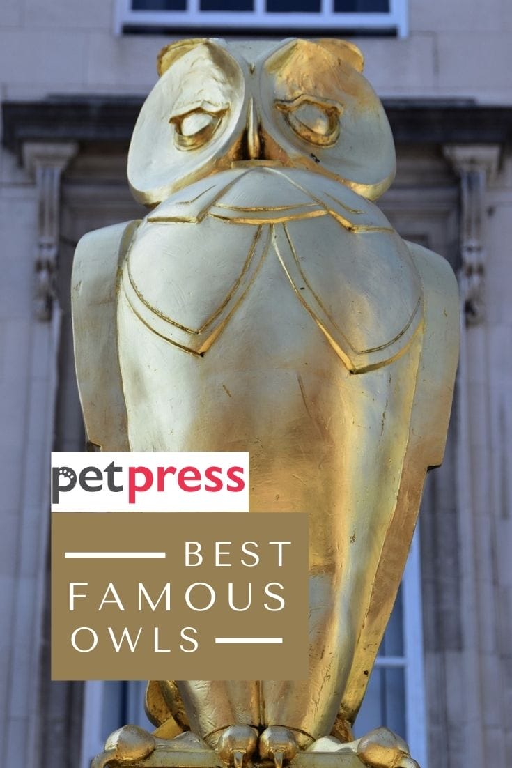Top 20+ Famous Owls For Naming A Pet Owl - With References | PetPress