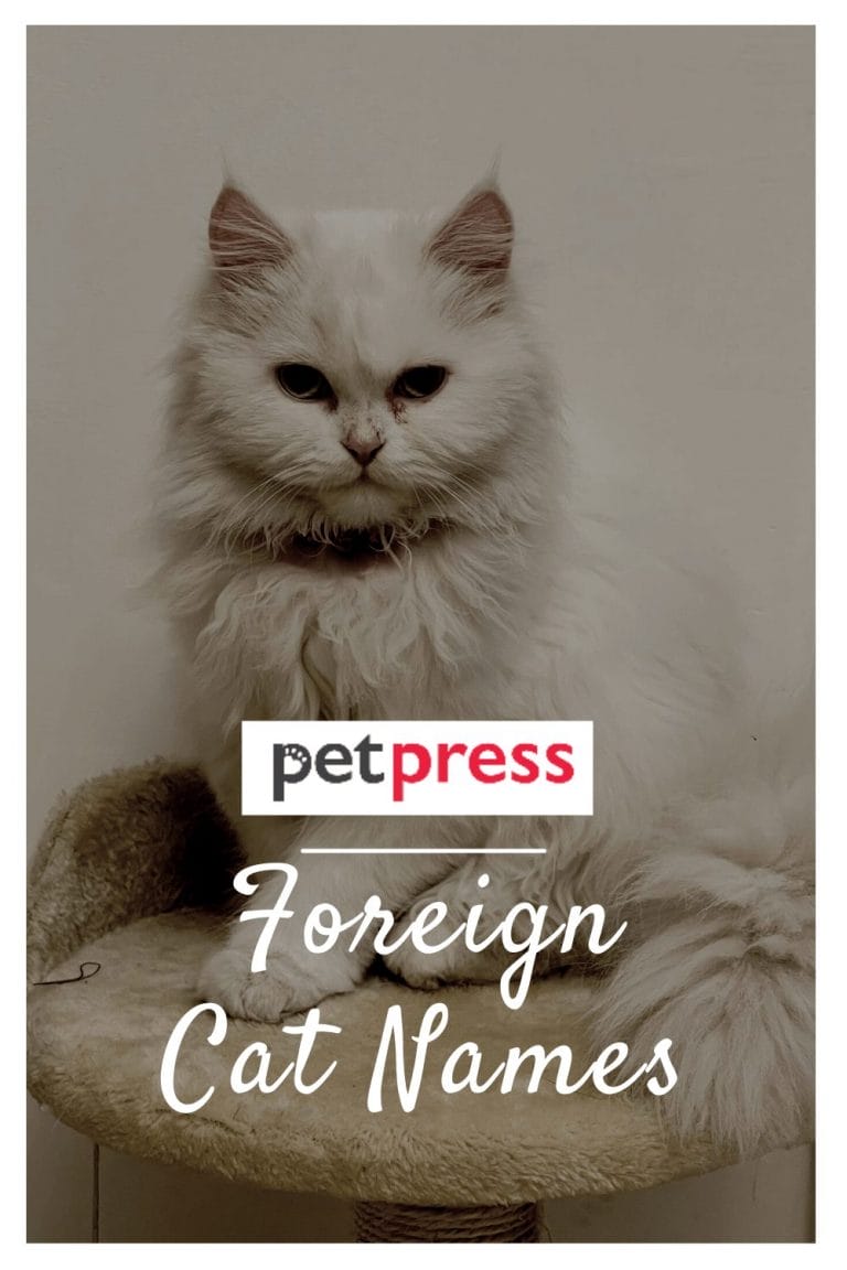 Complete List Of Foreign of Cat Names From All Over The World
