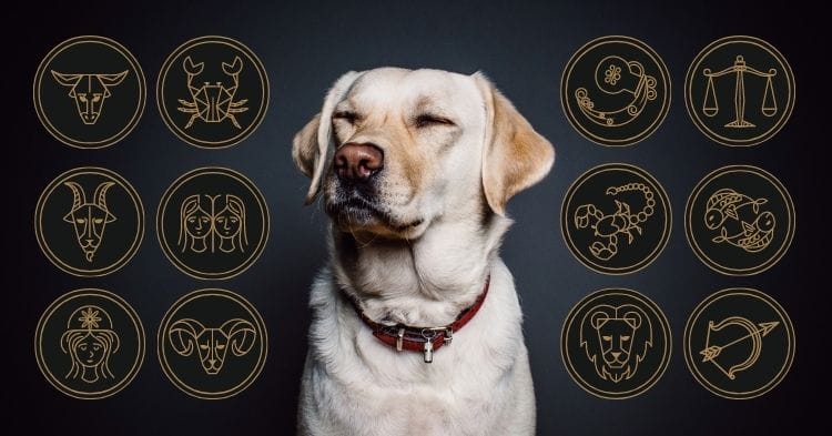 Find Out The Best Dog Breed For Your Zodiac Sign - PetPress