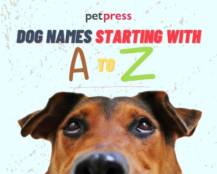 Complete List of Dog Names Starting With A to Z | PetPress