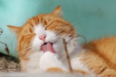 Complete List Of Foreign of Cat Names From All Over The World