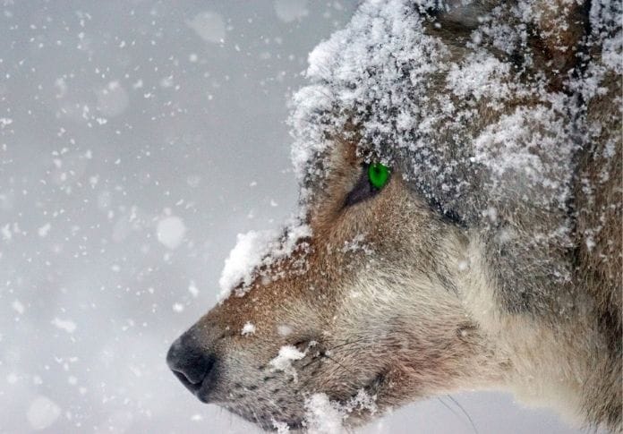 Best Wolf Names For Naming A Pet Wolf - PetPress