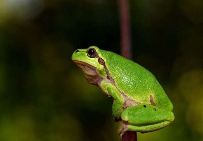 120+ Cute Frog Names | Cute Name Ideas To Give A Pet Frog