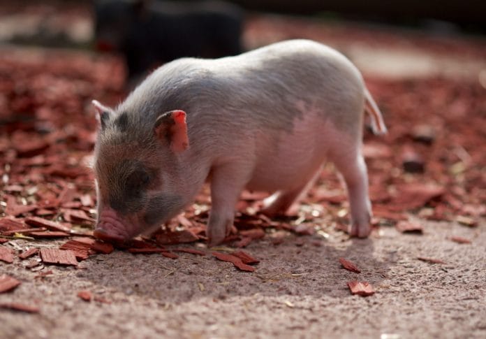 160+ Wild Pig Names: The Best List for Naming Your Wild Pig