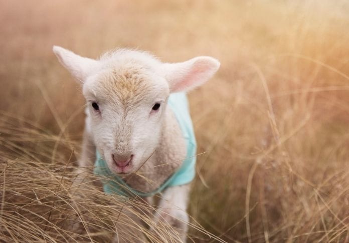 150+ Girl Sheep Names - Best Female Names For A Sheep