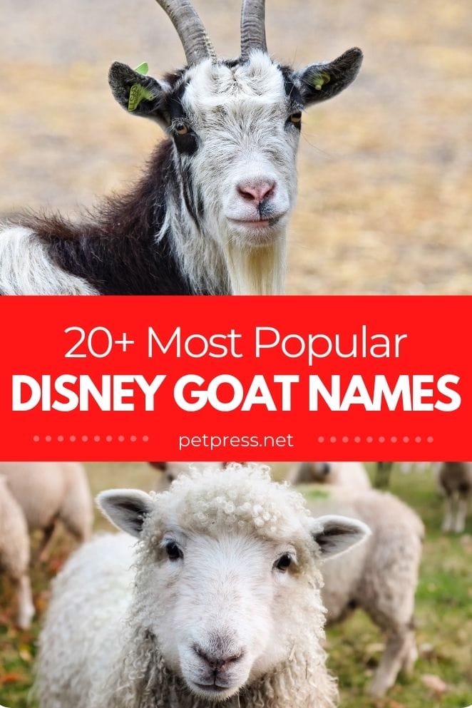 20+ Disney Goat Names - The Most Popular Goat Names in Disney