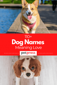 110+ Dog Names Meaning Love For Both Male And Female Dogs
