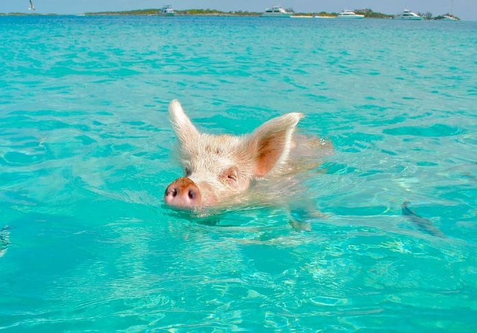 40+ Mini Pig Names - Best Names For A Teacup Pig Or Piglet